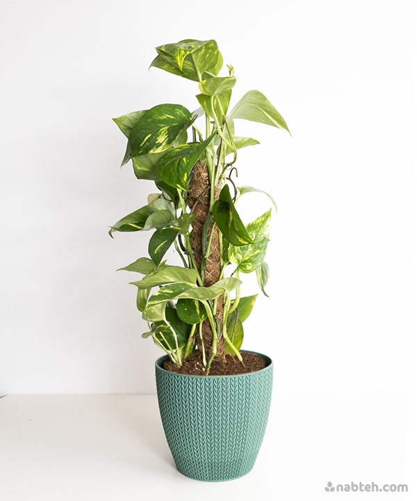 Golden Pothos With Moss Pole – Nabteh.com