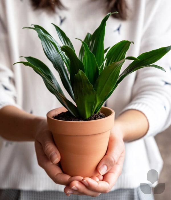 Dracaena Compacta Care Tips – Nabteh.com