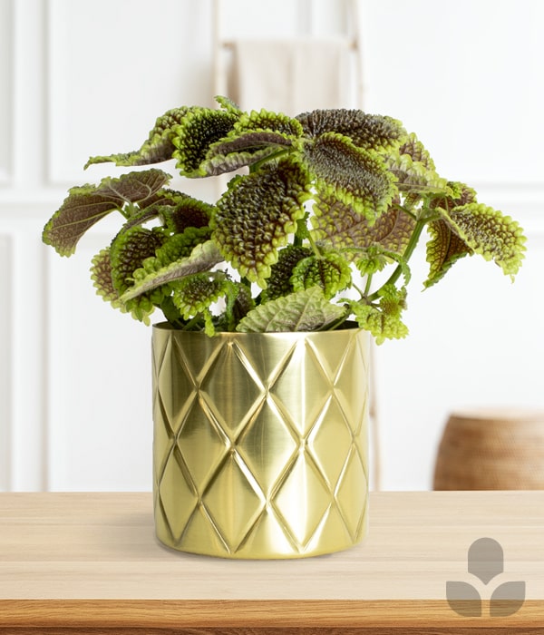 Friendship Plant (Pilea Mollis) Care Tips – Nabteh.com