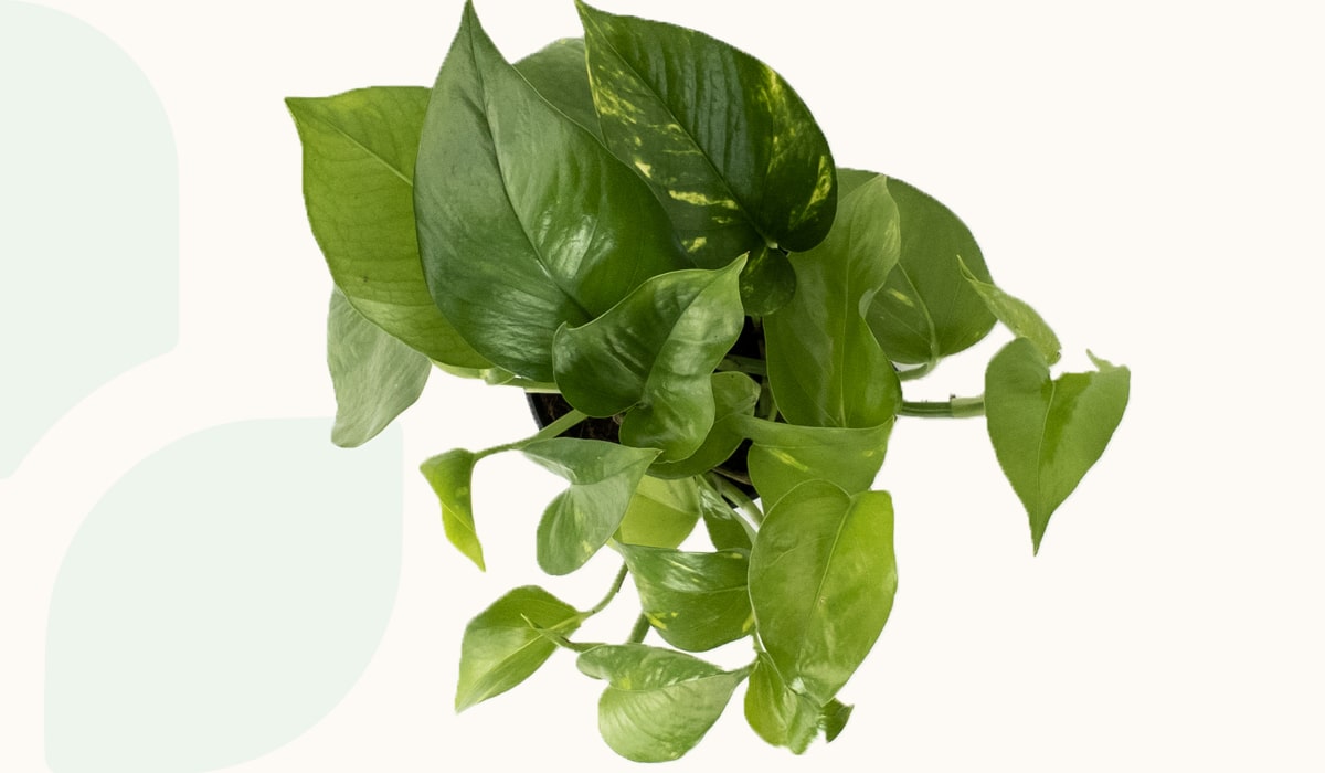 Pothos (Devil's ivy) Care Tips – Nabteh.com