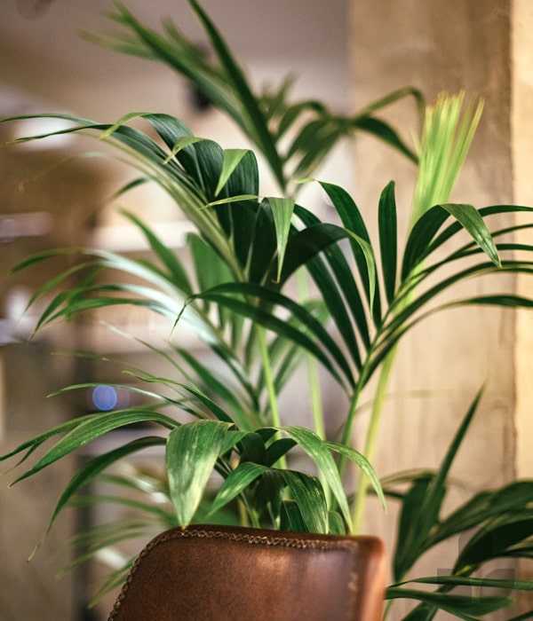 Kentia Palm Care Tips – Nabteh.com