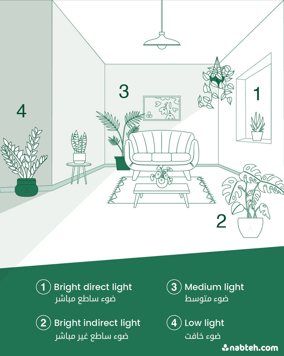 Lighting Guide For Houseplants – Nabteh.com