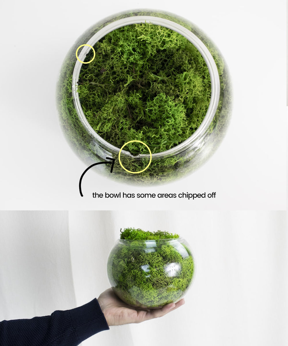 Preserved Moss Glass Bowl – Nabteh.com