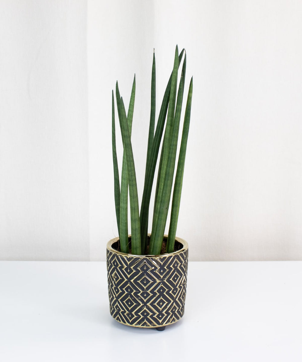 Snake Plant - Bacularis – Nabteh.com